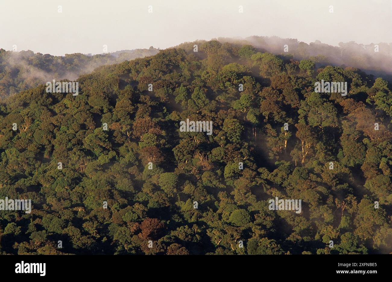 Subtropical rainforest seen from Bithongabel Lookout, Lamington ...