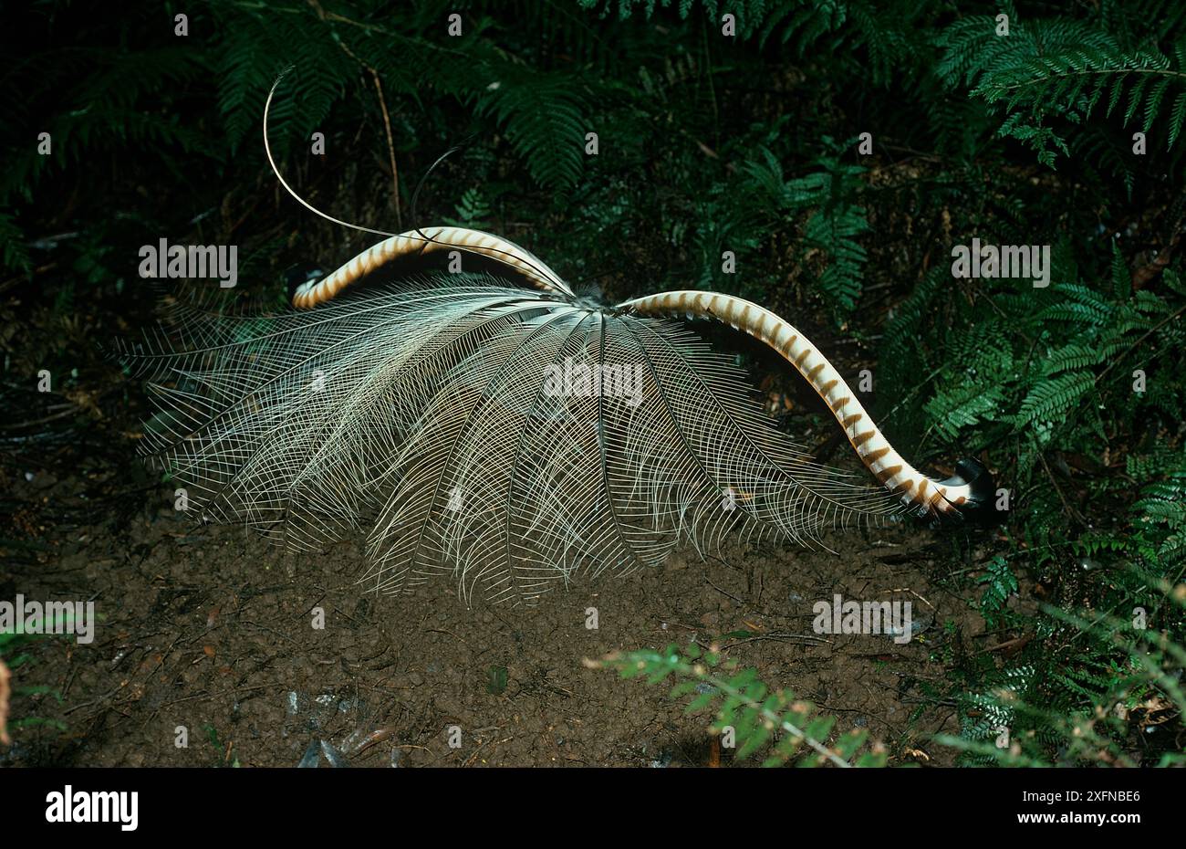 Superb Lyrebird (Menura novaehollandiae) male displaying, Border Range ...