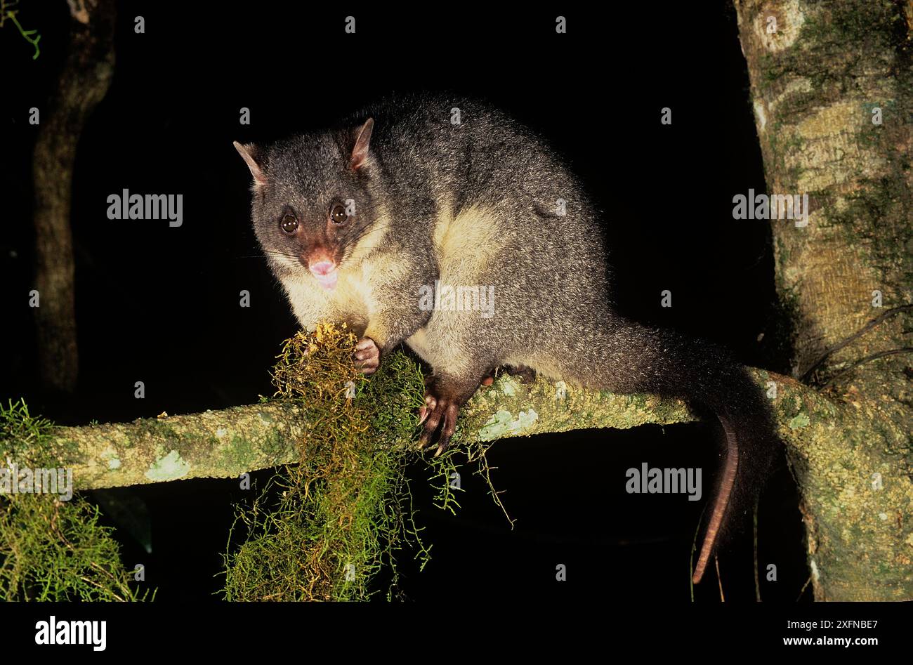 Short-eared Brushtail Possum (Trichosurus caninus) feeding, Barrington ...
