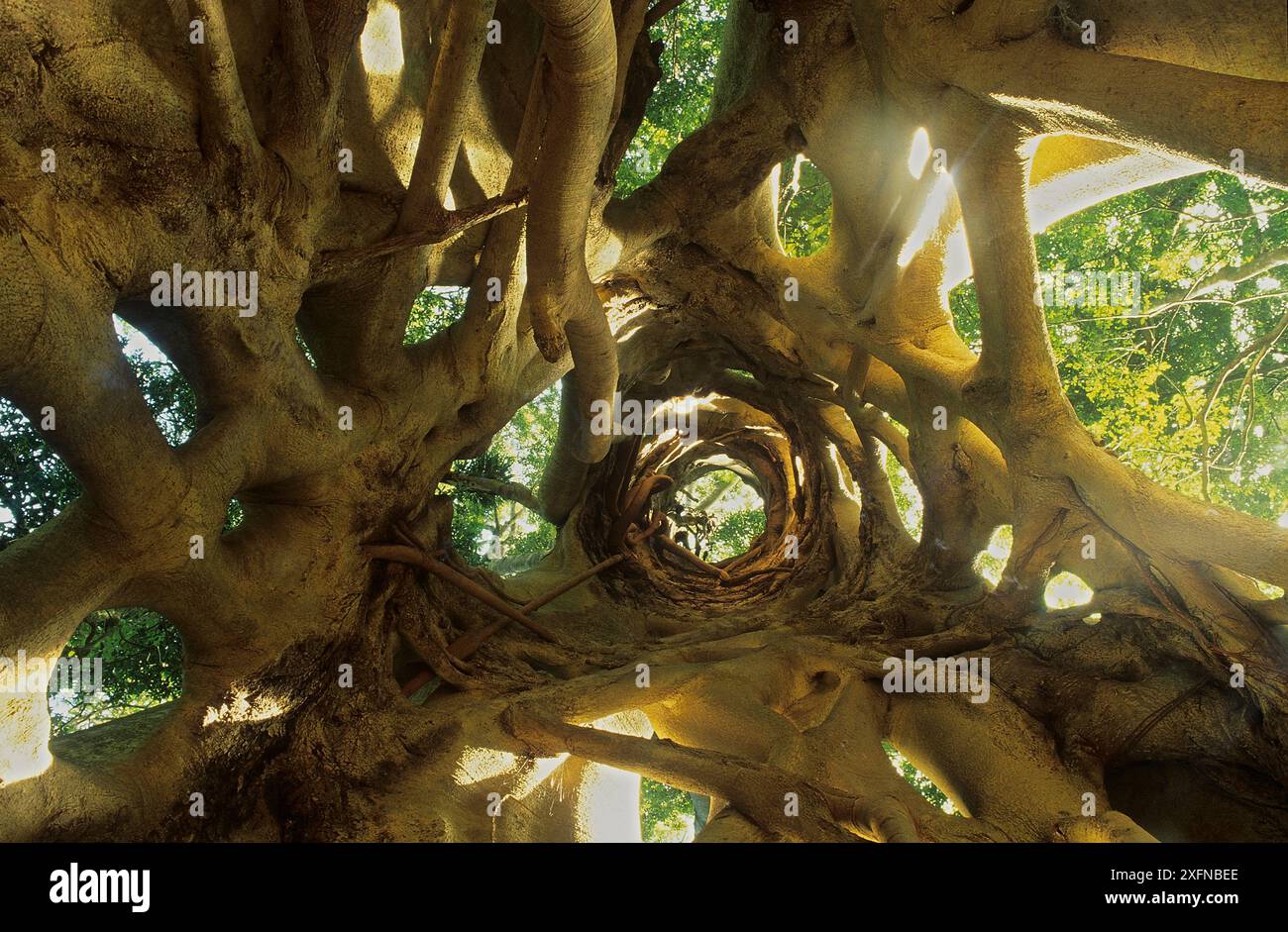 Ficus watkinsiana strangler figs hi-res stock photography and images ...
