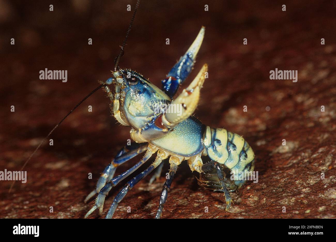 Blue Lamington Spiny Cray (Euastacus sulcatus) , Lamington National ...