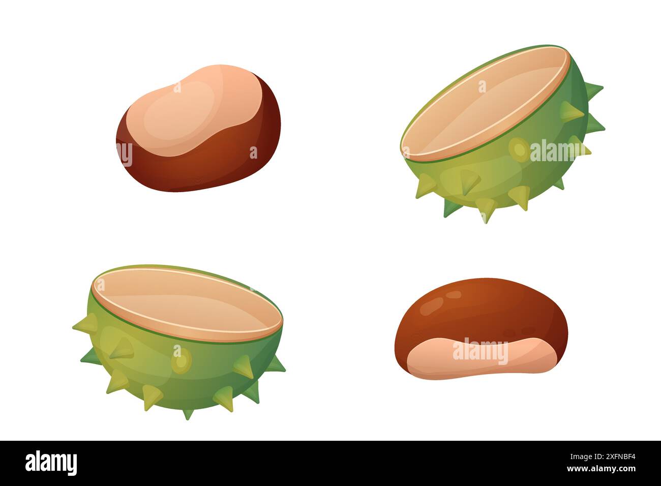 Chestnut, chestnut shell. Vector illustration isolated on white ... Chestnut, chestnut shell. Vector illustration isolated on white ...