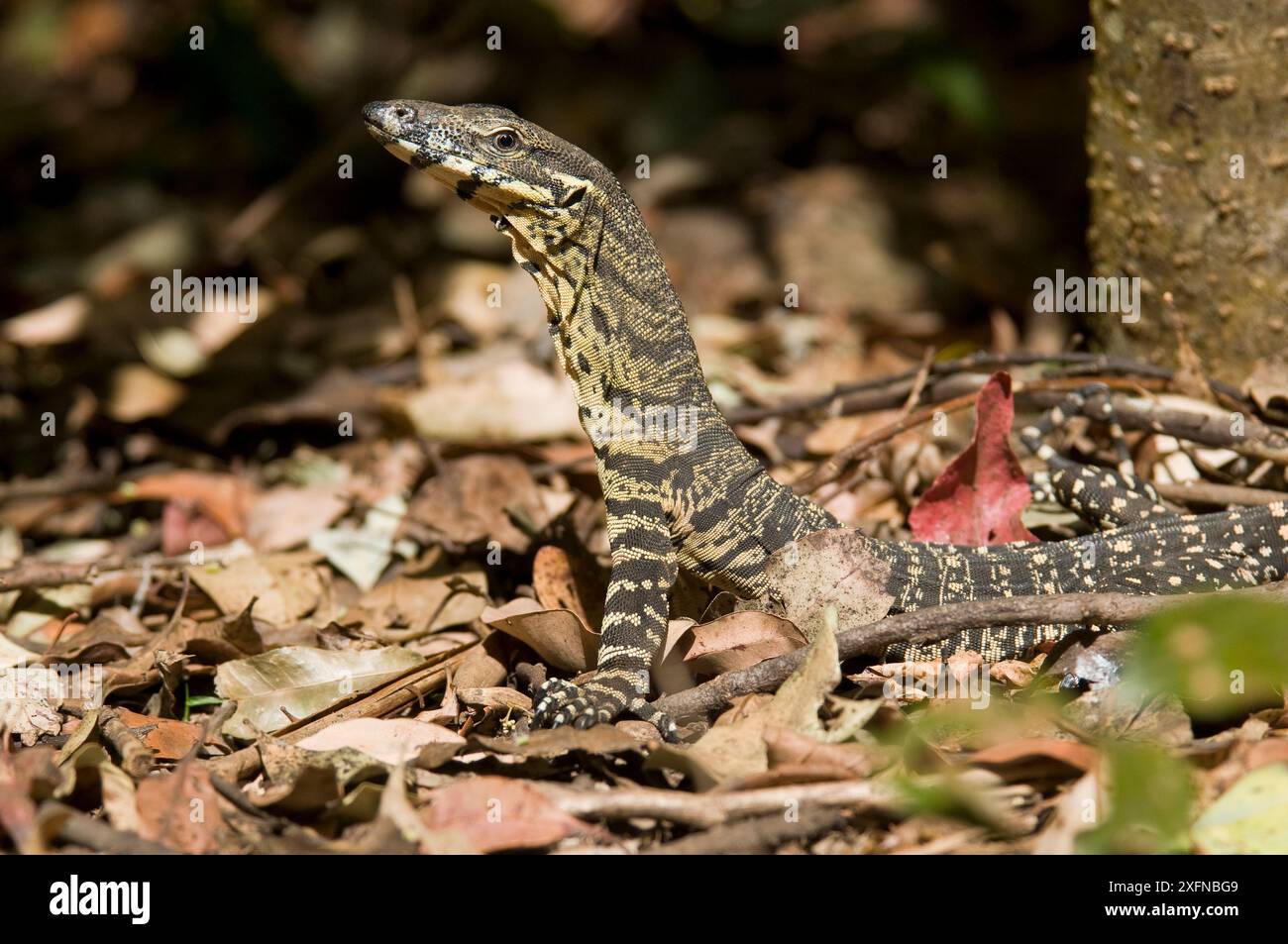 Lace Monitor Baby Bell's Phase Lace Monitor Varanus Varius #1