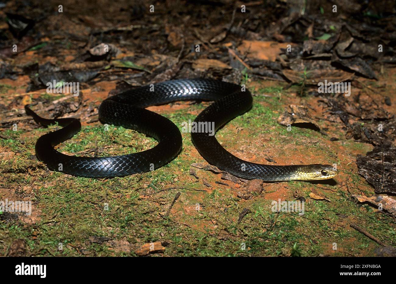 Black bellied swamp snake hi-res stock photography and images - Alamy
