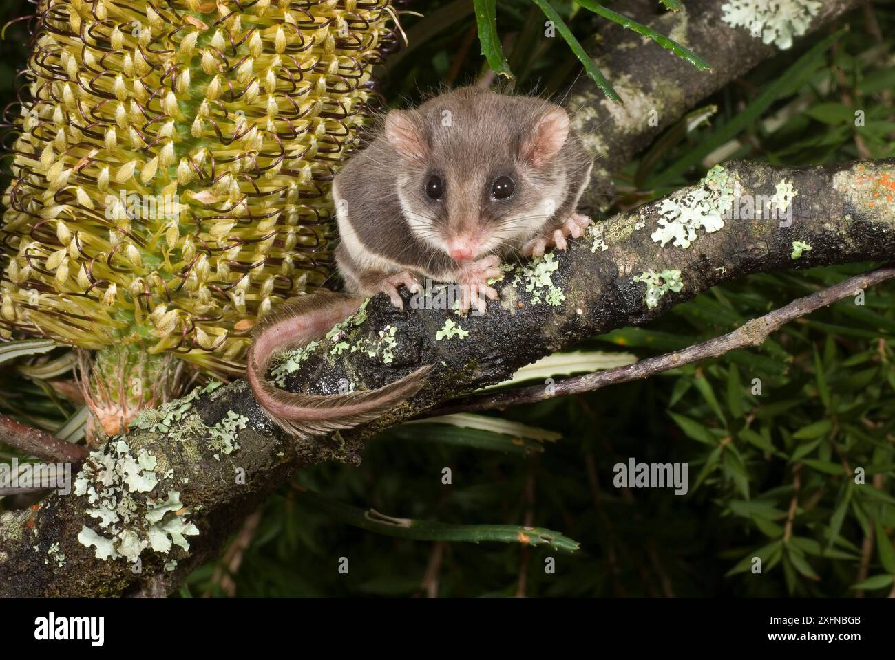 Feathertail glider (Acrobates pygmaeus) Blue Mountains National Park ...