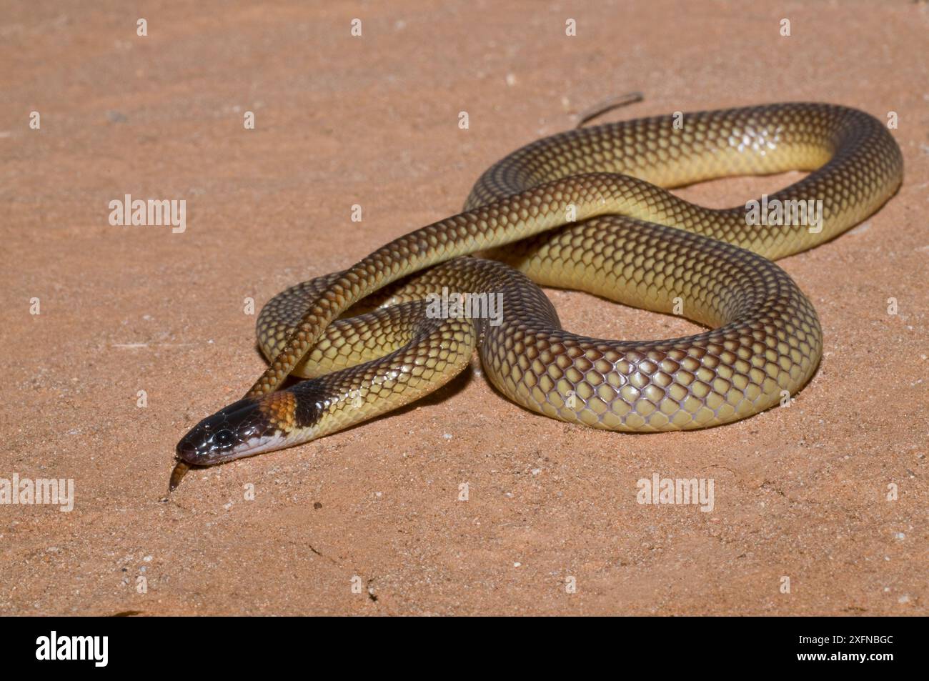 Red-naped Snake (Furina diadema), Wollemi National Park, Greater Blue ...