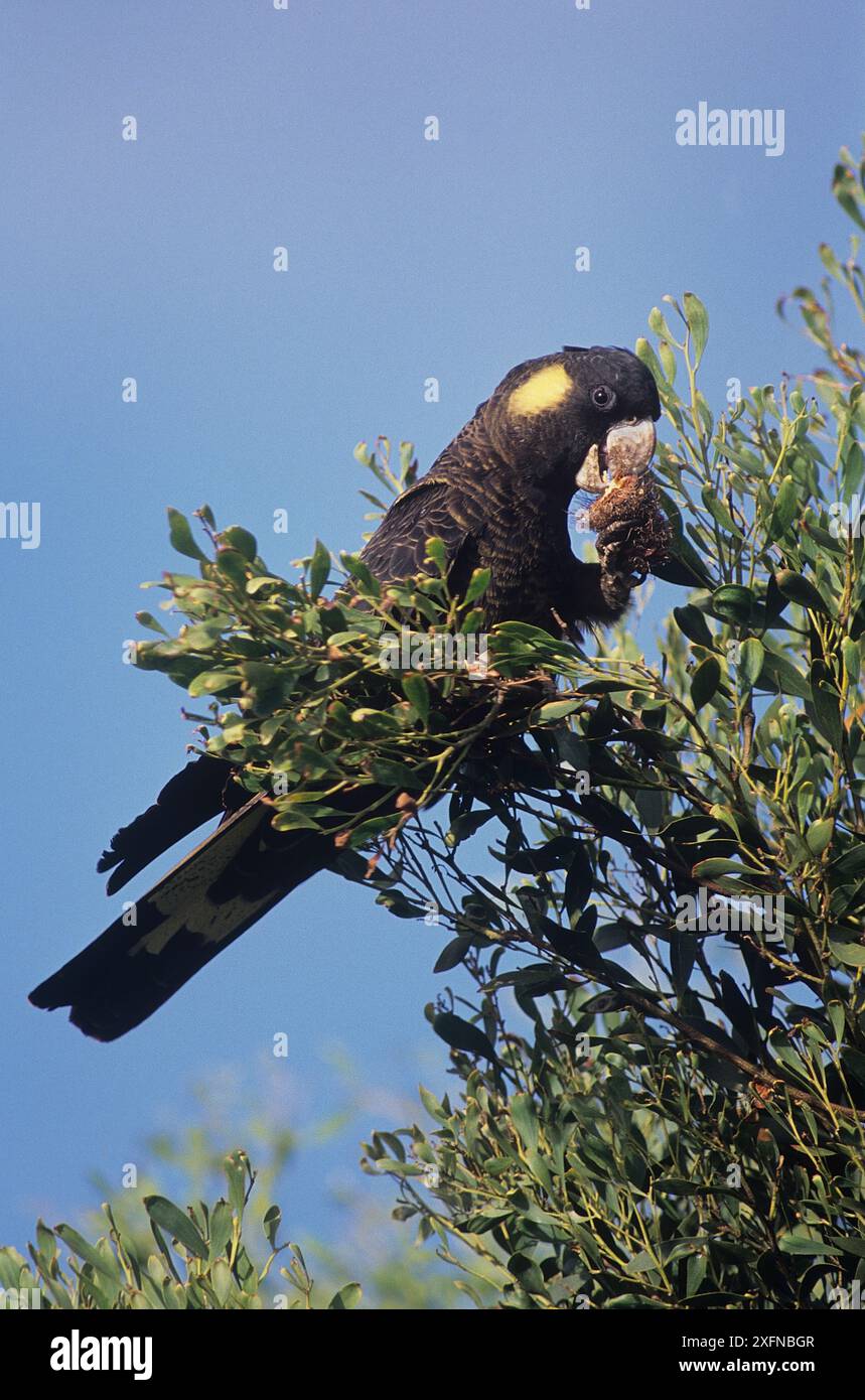 Yellow-tailed Black Cockatoo (Calyptorhynchus funereus) feeding ...