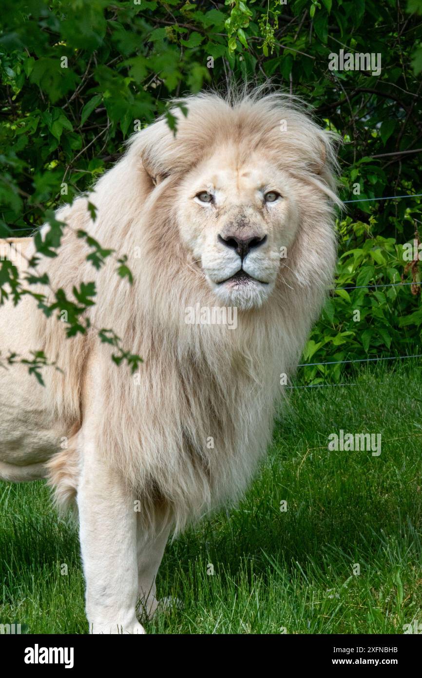 Lion portrait in nature hi-res stock photography and images - Alamy