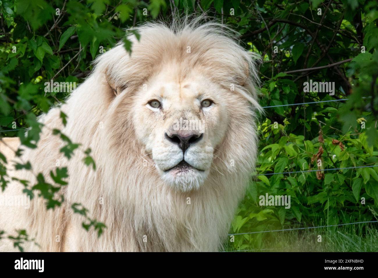 Lion portrait in nature hi-res stock photography and images - Alamy