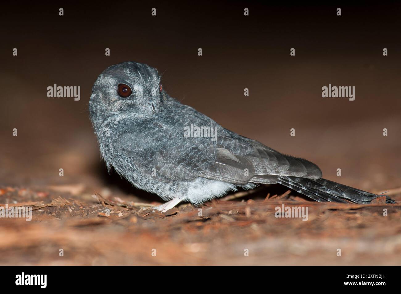 Owlet Nightjar (Aegotheles cristatus), Cape Range National Park ...