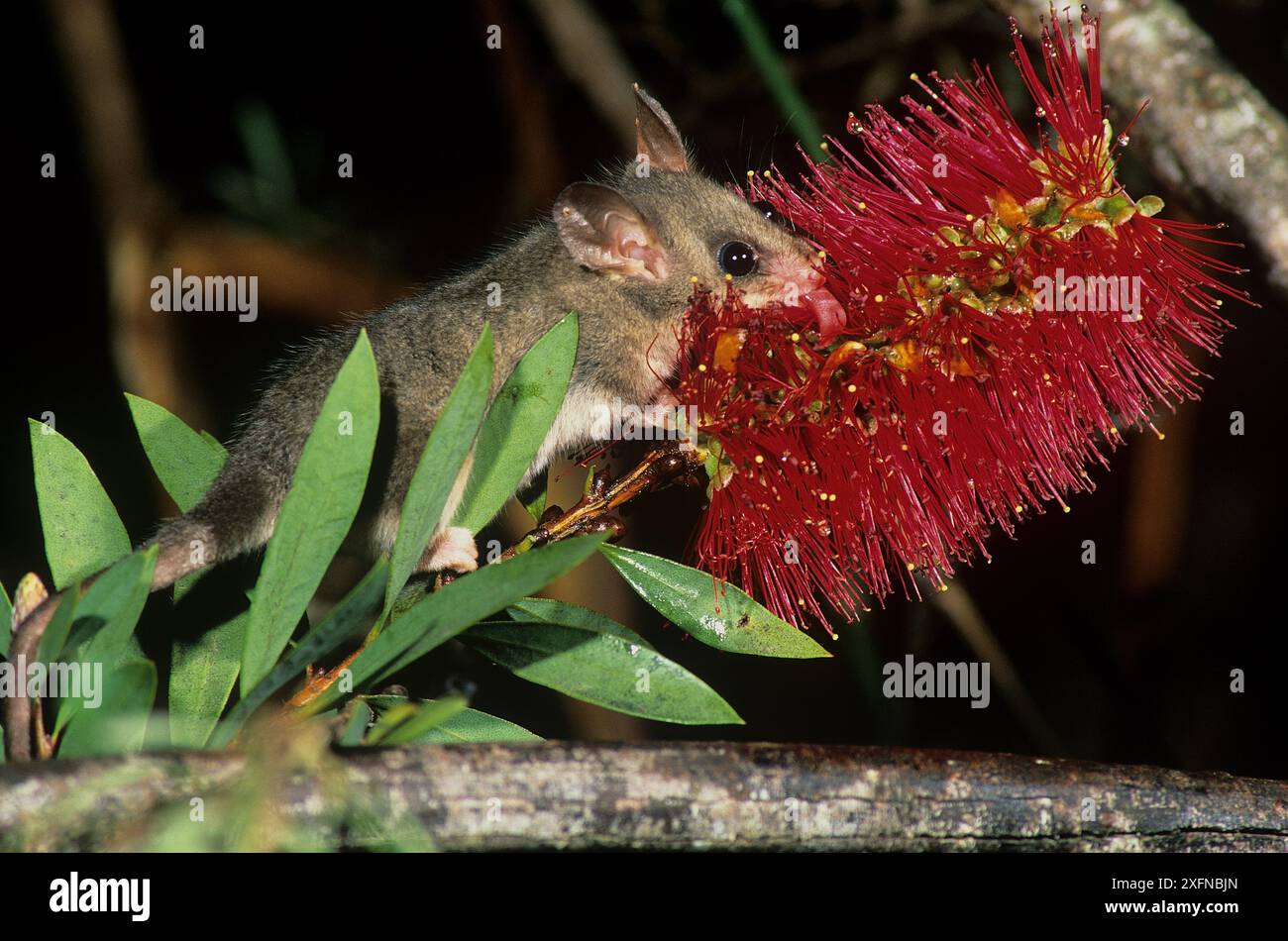 Eastern Pygmy-possum (Cercartetus nanus), Nattai National Park, Greater ...