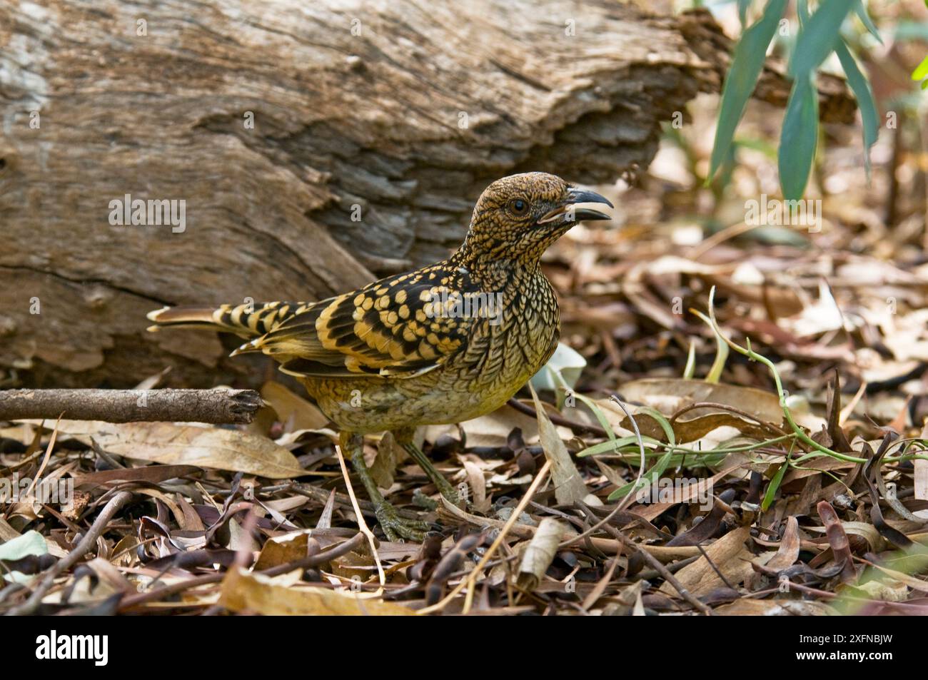 Western Bowerbird (Chlamydera guttata), Cape Range National Park ...