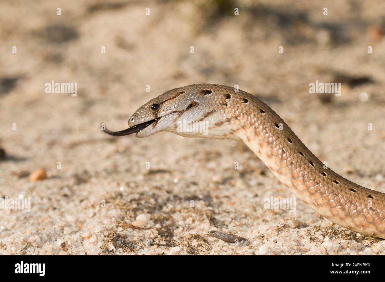 Common scaly foot legless lizard (Pygopus lepidopodus), Cape Range ...