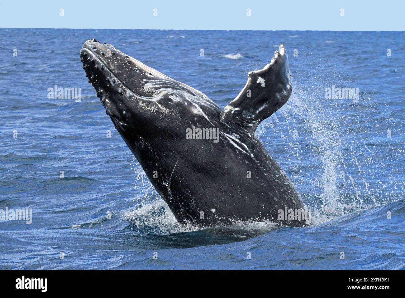 Humpback Whale (Megaptera novaeangliae) breaching, Ningaloo Marine Park ...