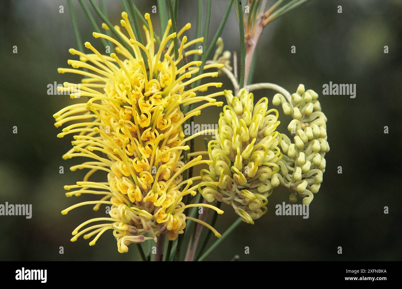 Western cork tree (Hakea lorea) flowers, Cape Range National Park ...