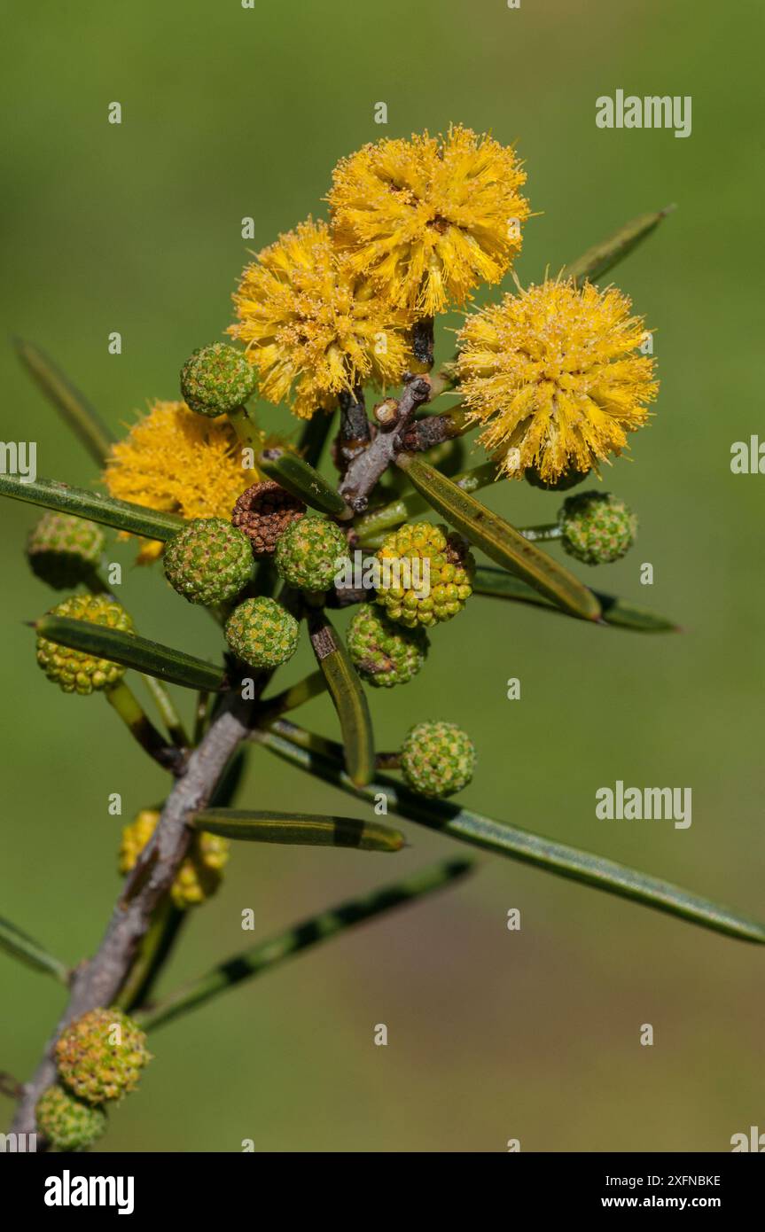 Acacia tetragonophylla hi-res stock photography and images - Alamy