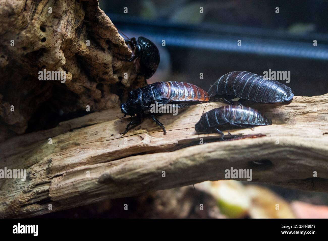 Madagascar hissing cockroach wood hi-res stock photography and images ...