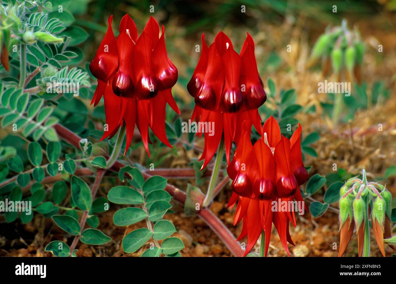 Sturt Desert pea (Swainsona formosa), Cape Range National Park ...