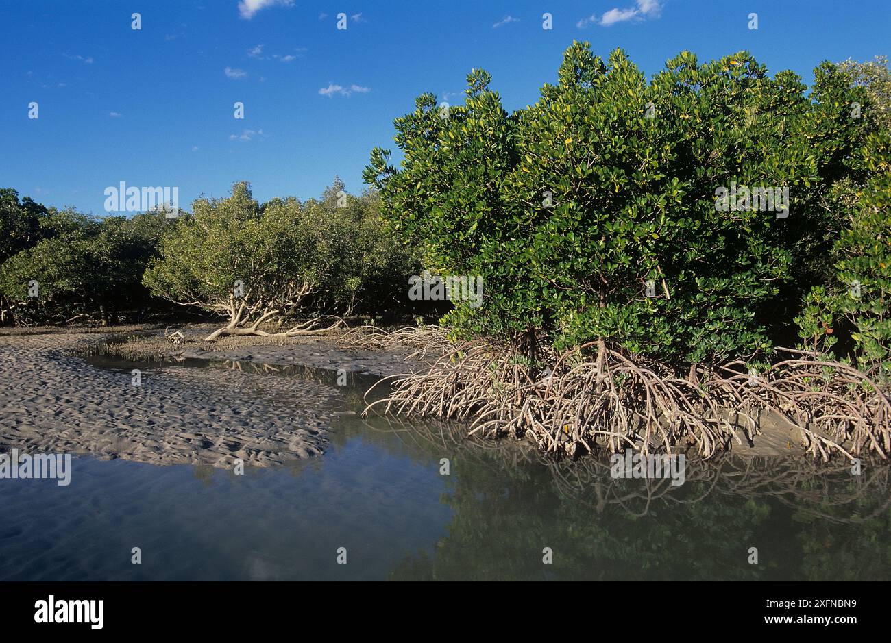 Red mangrove (Rhizophora stylosa), Ningaloo Marine Park, Ningaloo Coast ...