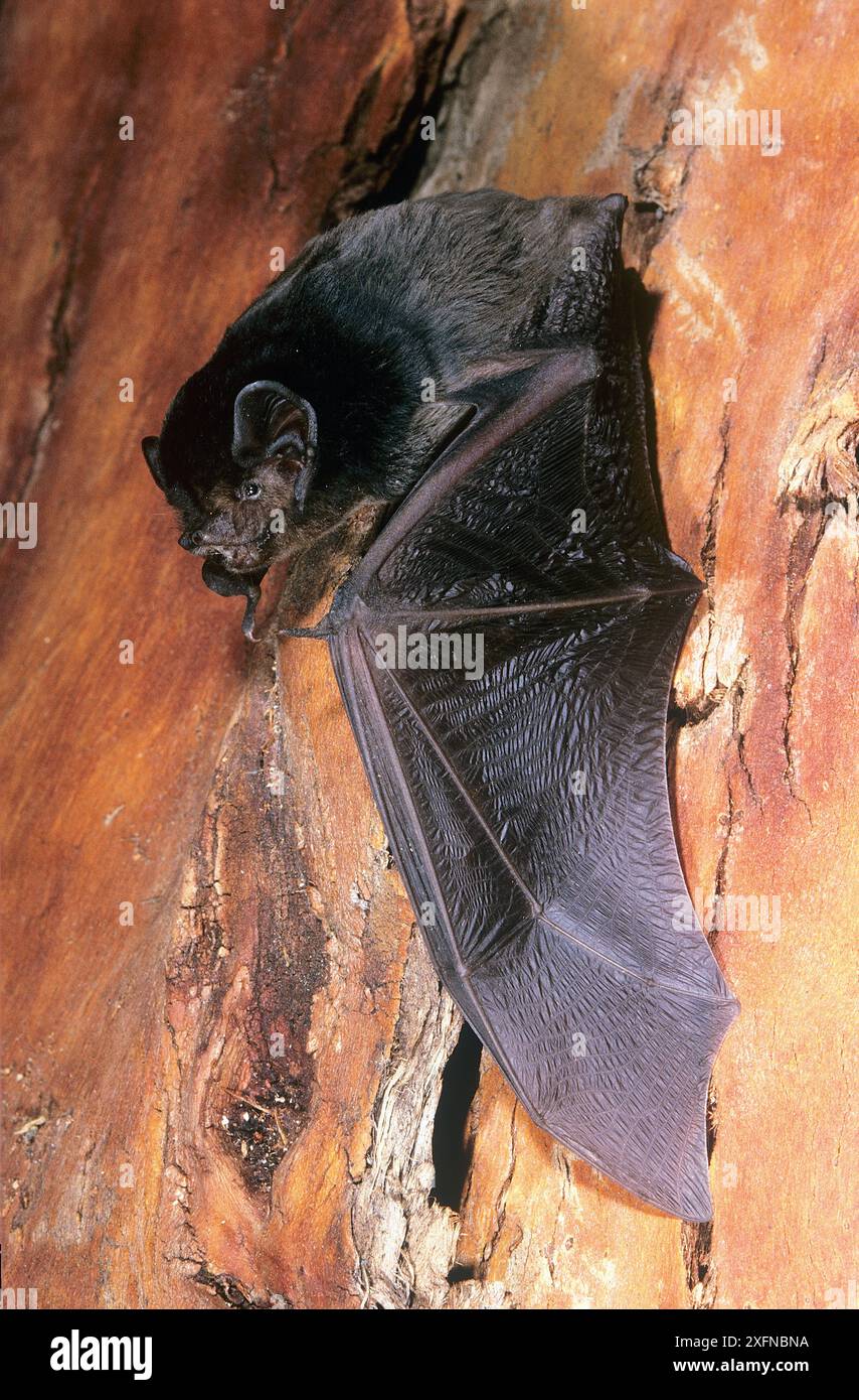 Wattled bats hi-res stock photography and images - Alamy