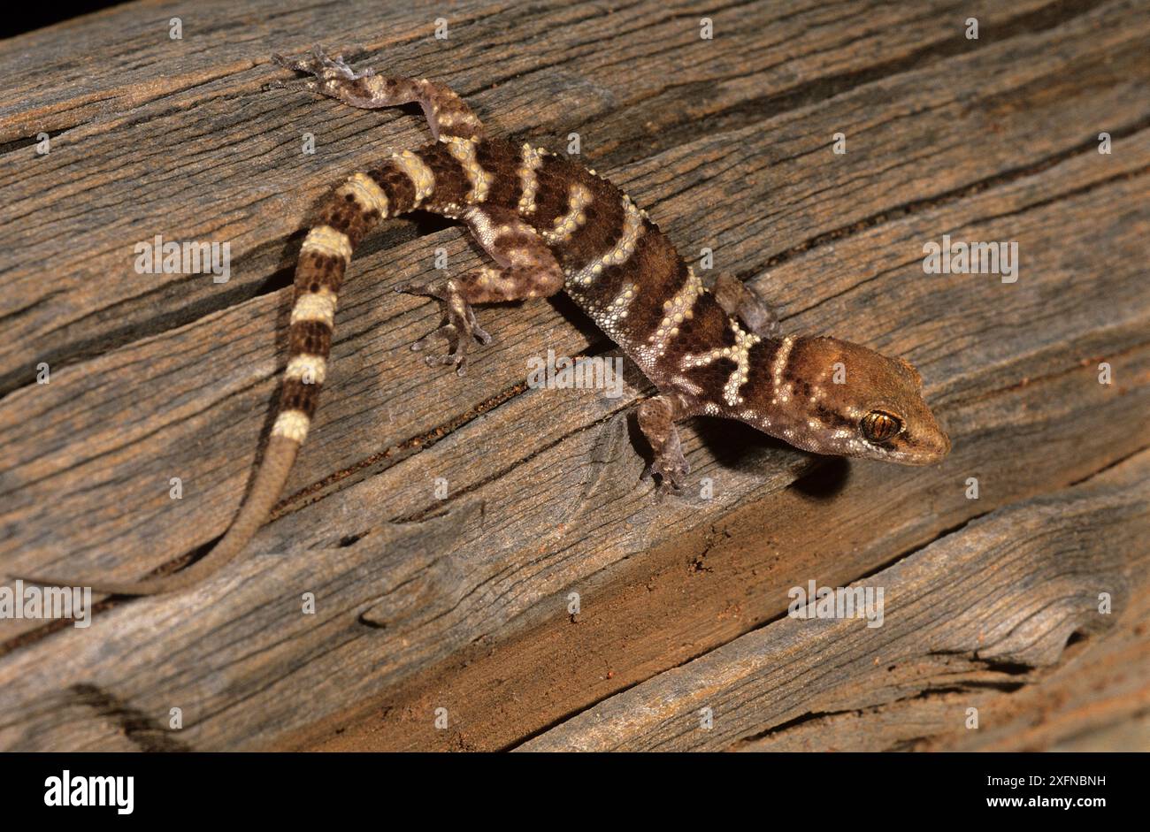 Prickly Gecko (Heteronotia binoei), Cape Range National Park, Ningaloo ...