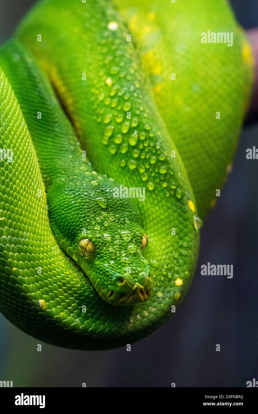 Green snake portrait hi-res stock photography and images - Alamy