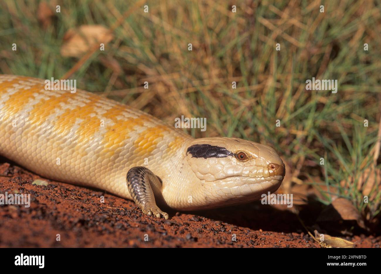 Centralian blue-tongued lizard (Tiliqua multifasciata), Cape Range ...