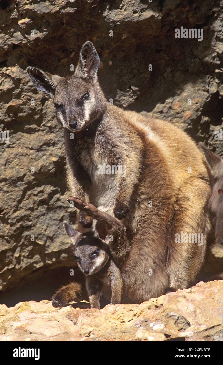 Black-footed rock-wallaby (Petrogale lateralis subsp. lateralis) with ...