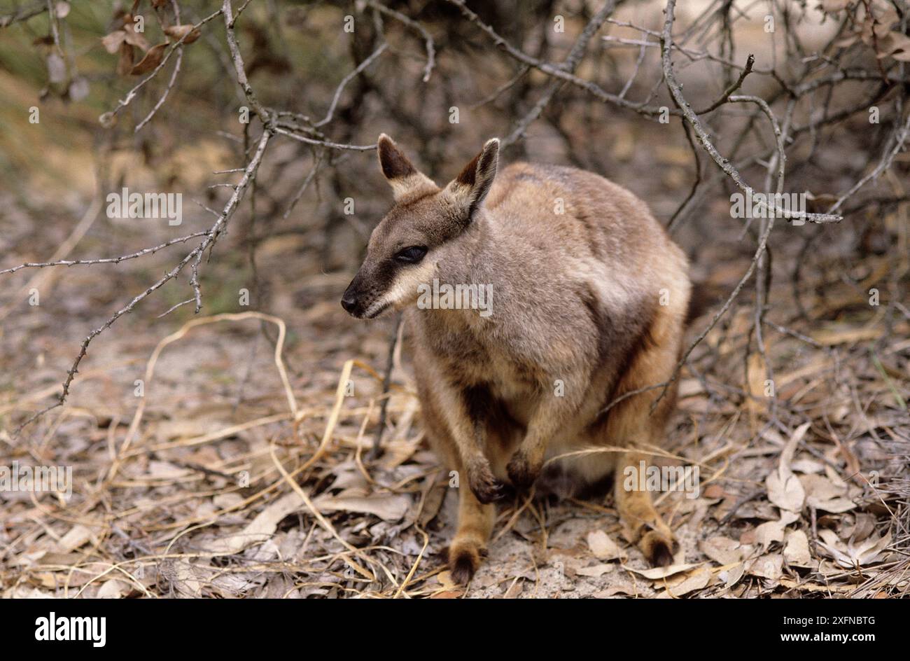 Black-footed rock-wallaby (Petrogale lateralis subsp. lateralis) with ...