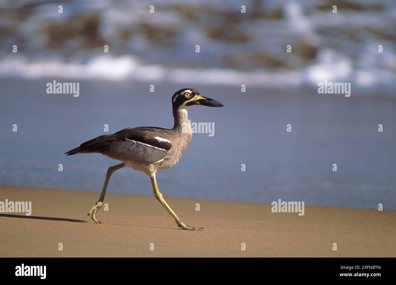 Beach stone curlew (Esacus neglectus) , Ningaloo Marine Park, Ningaloo ...