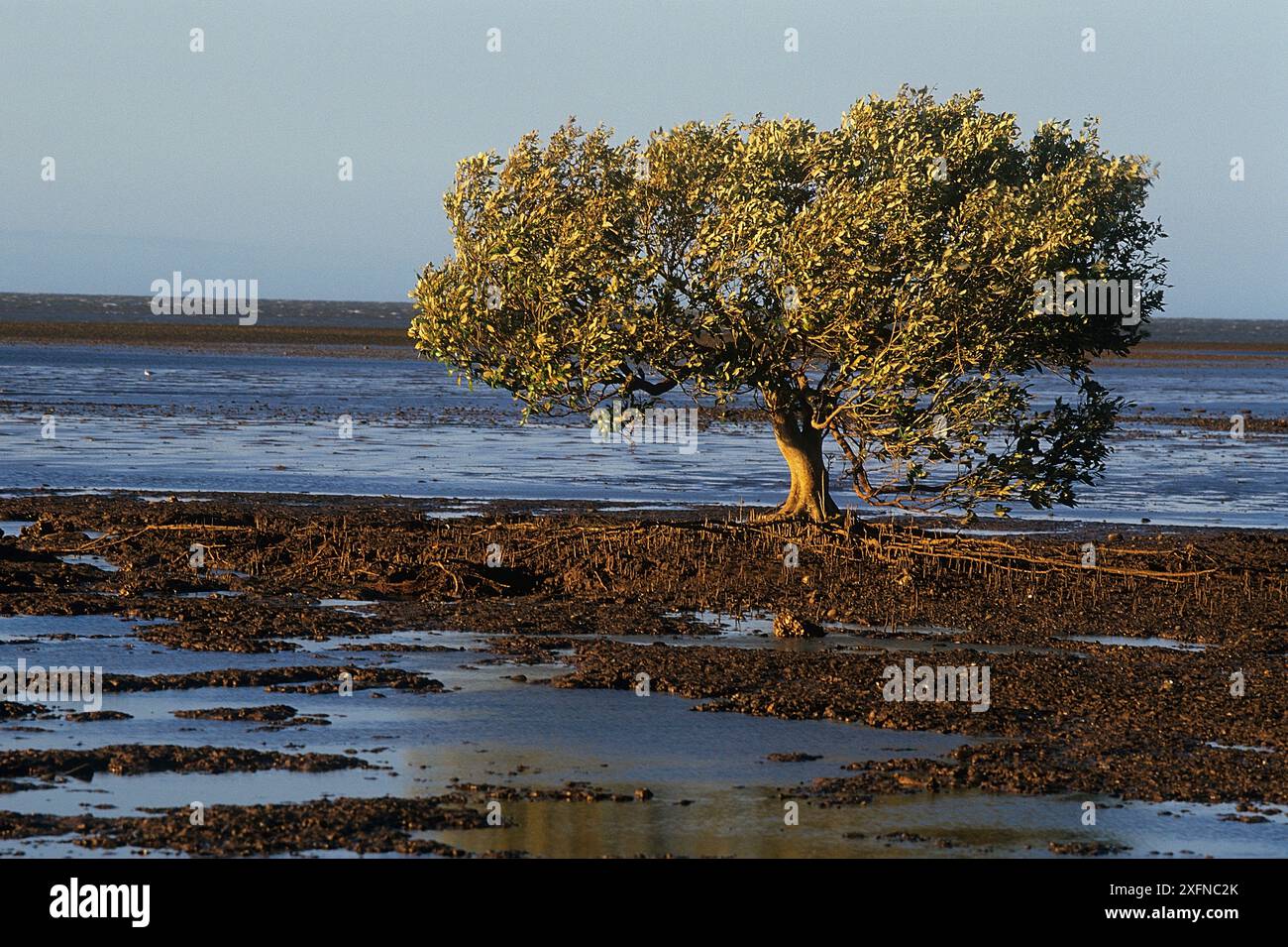 White mangrove (Avicennia marina), Ningaloo Marine Park, Ningaloo Coast ...