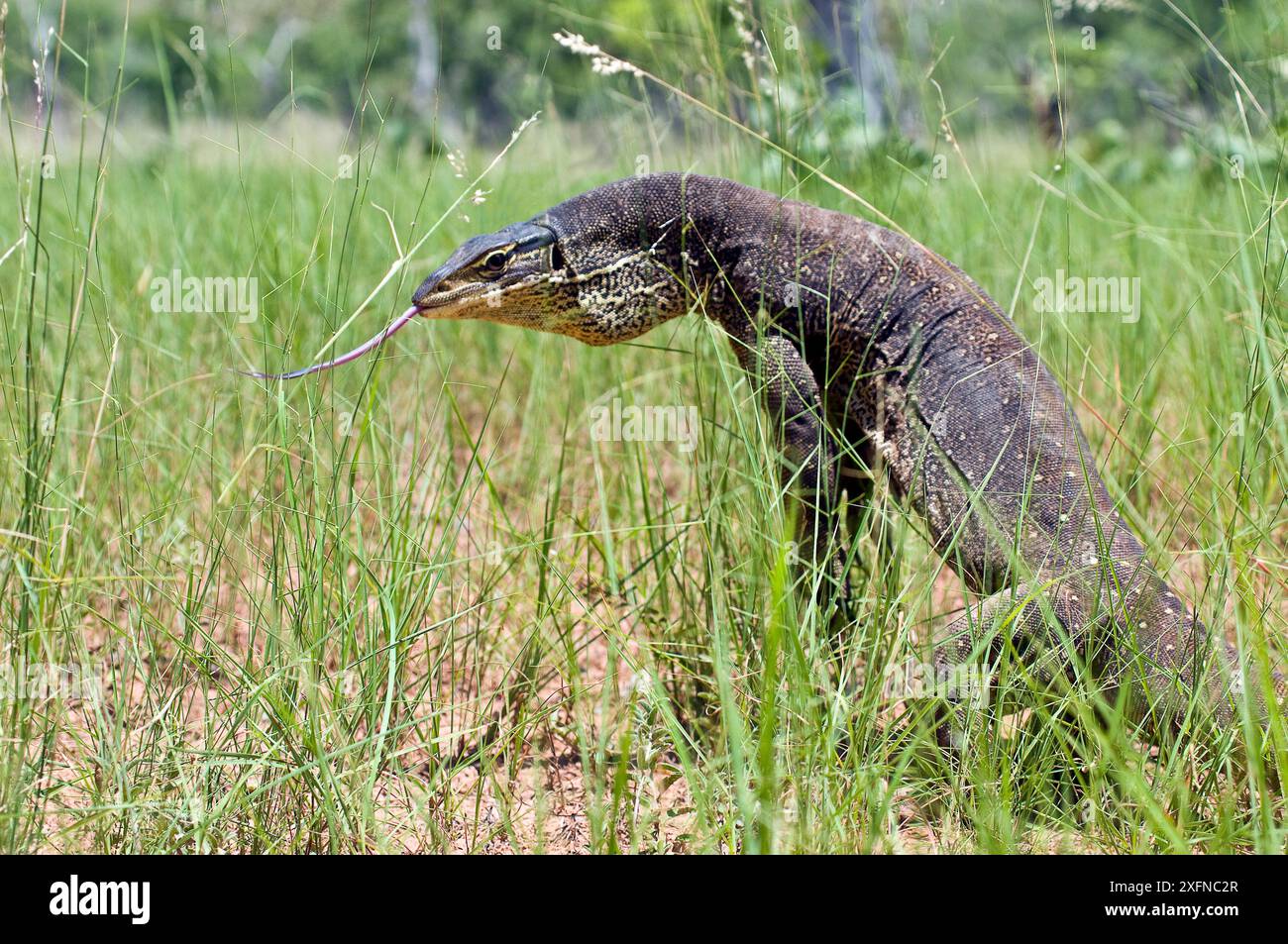 Bungarra monitor lizard (Varanus panoptes subsp. panoptes) with tongue ...