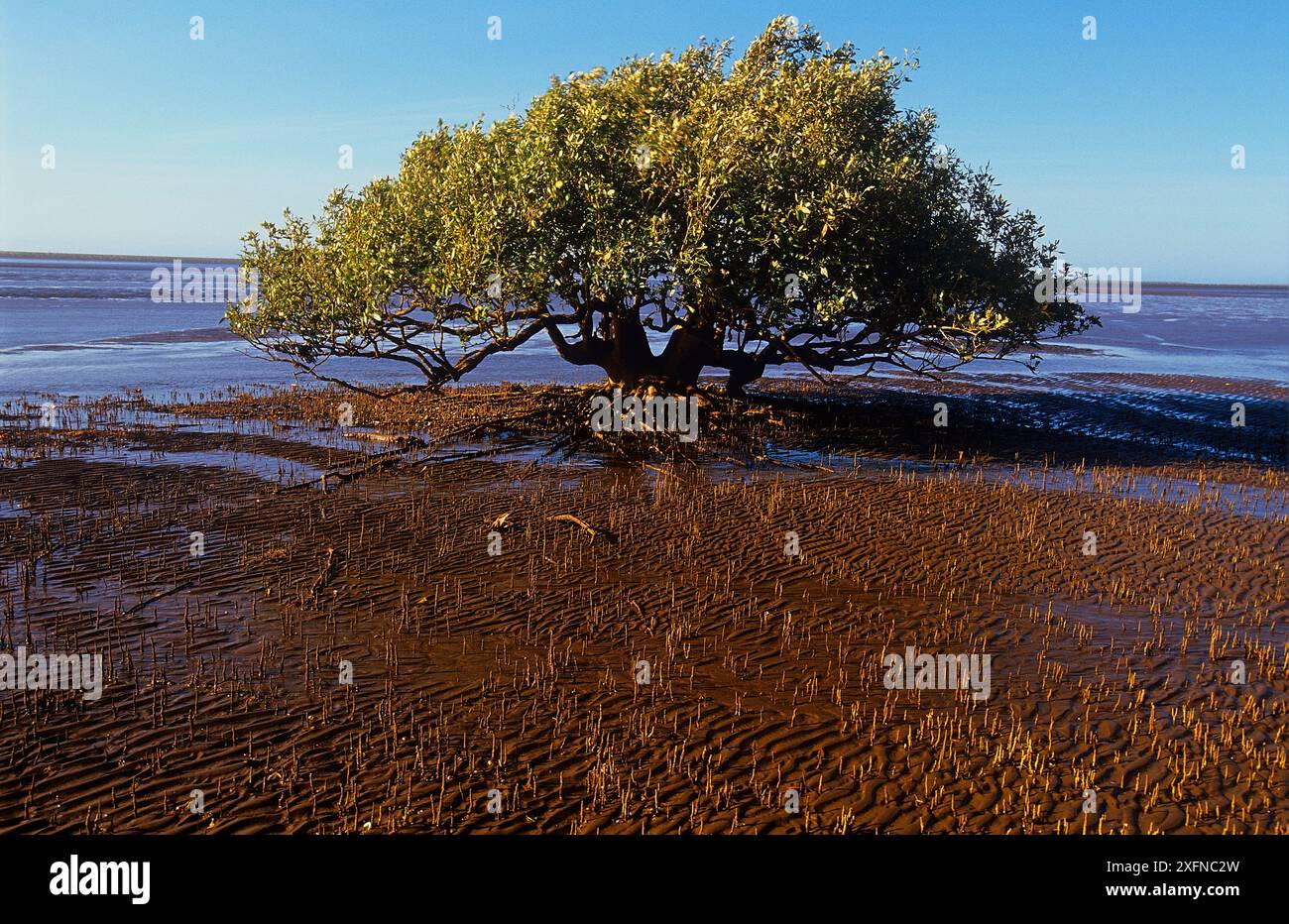 White mangrove (Avicennia marina), Ningaloo Marine Park, Ningaloo Coast ...