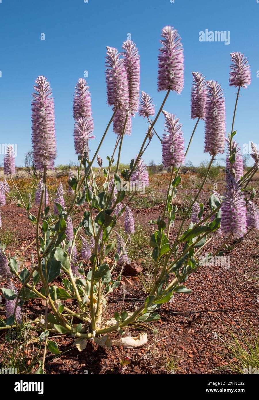 Tall mulla mulla (Ptilotus nobilis), Purnululu National Park UNESCO ...