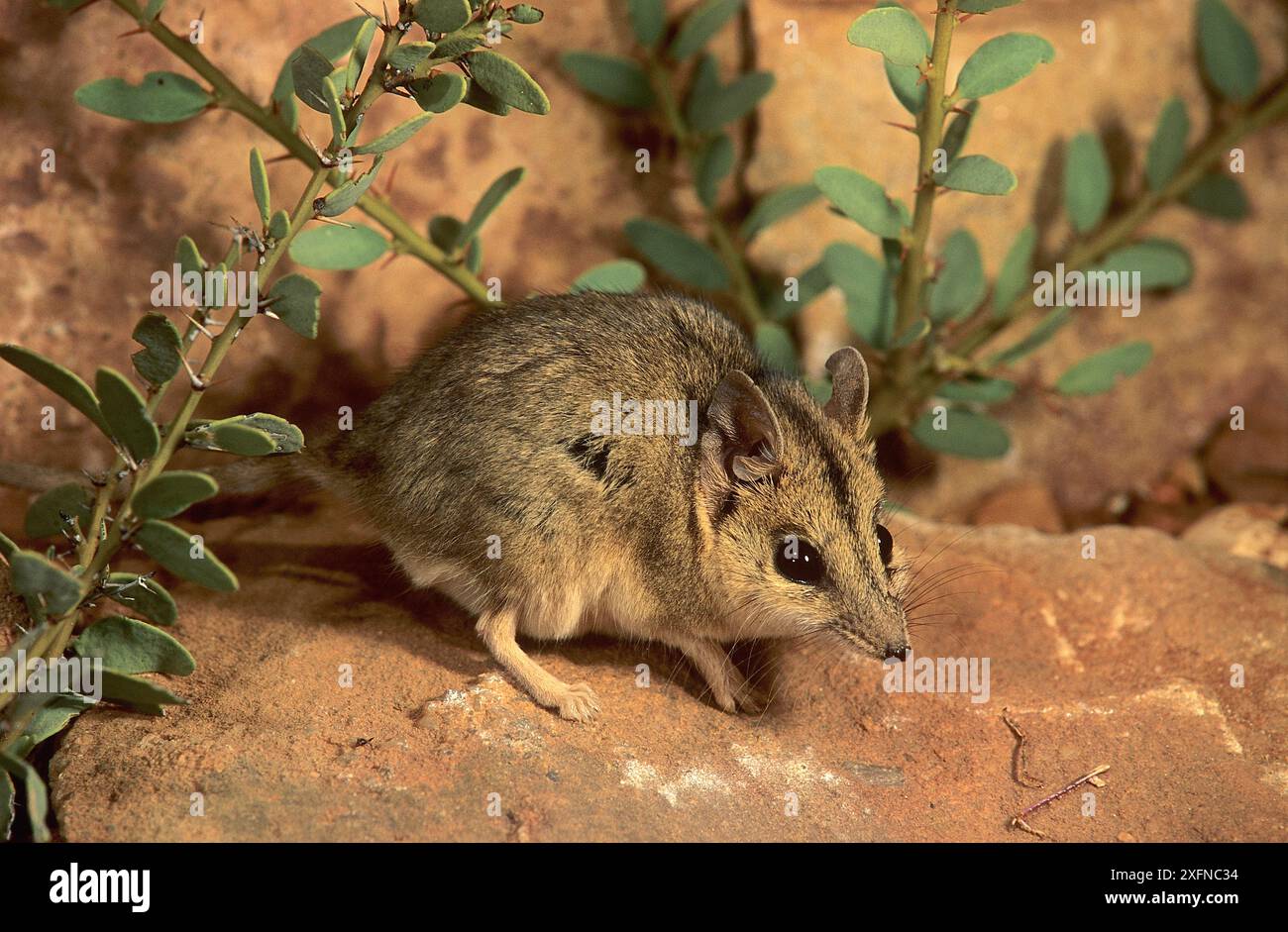 Stripe faced dunnart (Sminthopsis macroura), Purnululu National Park ...