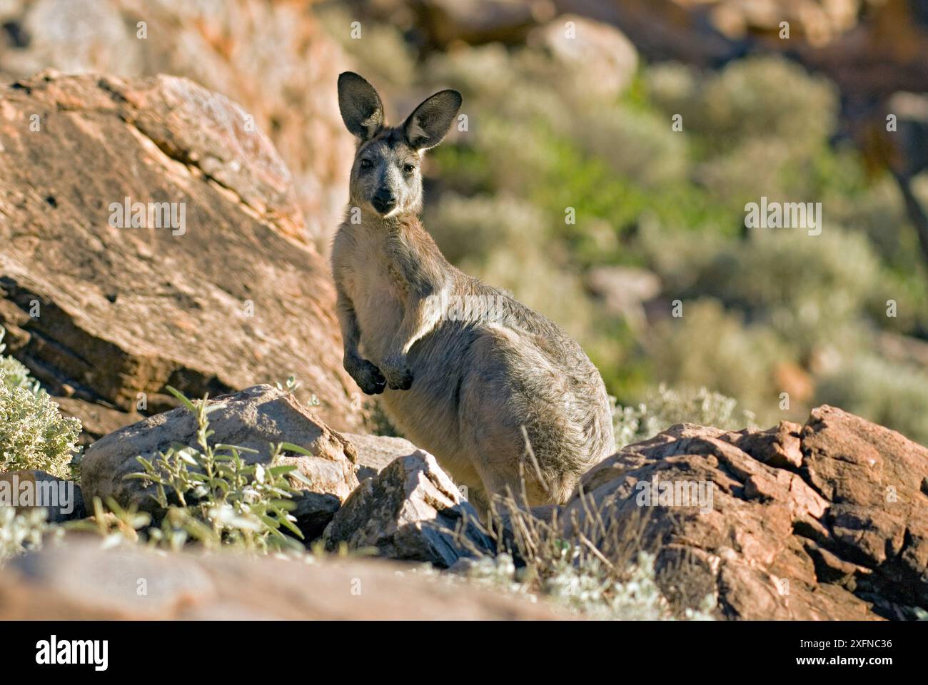 Common wallaroo (Macropus robustus) Purnululu National Park UNESCO ...
