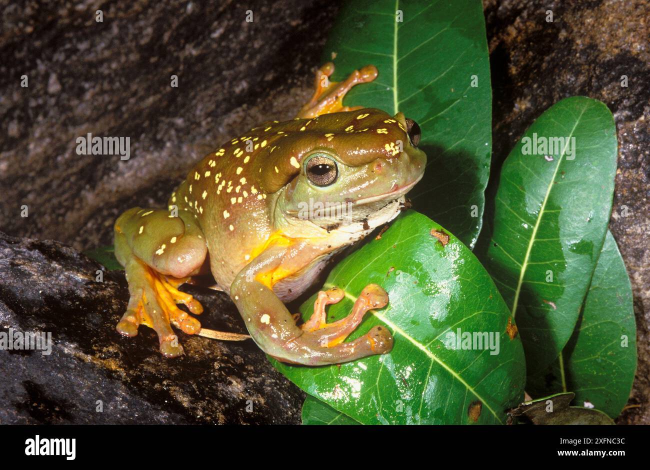 Magnificent tree frog (Litoria splendida), Purnululu National Park ...