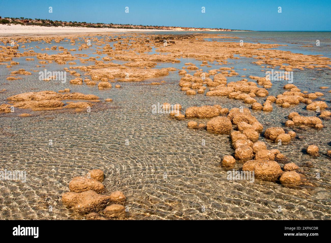 Stromatolites, accretions of sedimentary grains formed by microbial ...