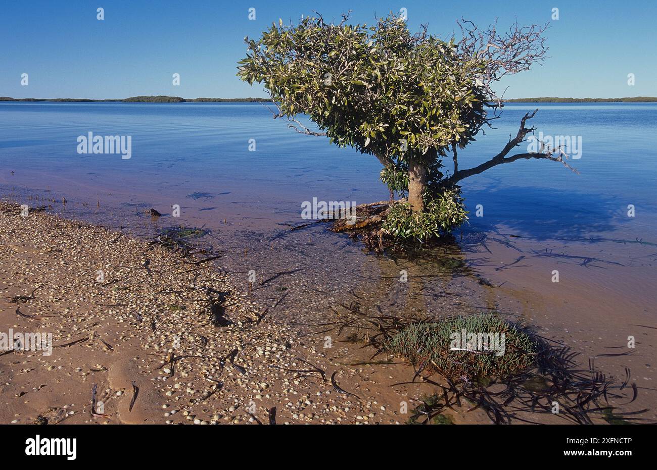Faure Island with mangrove tree in shallows, Shark Bay UNESCO Natural ...