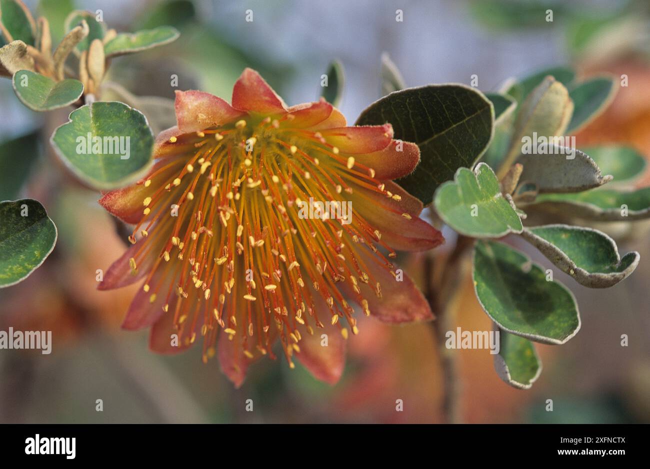 Shark Bay rose (Diplolaena grandiflora), Shark Bay UNESCO Natural World ...