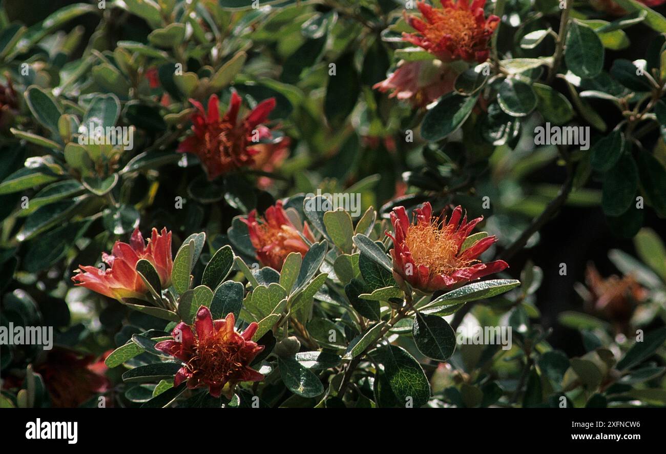 Shark bay rose (Diplolaena grandiflora), Shark Bay UNESCO Natural World ...