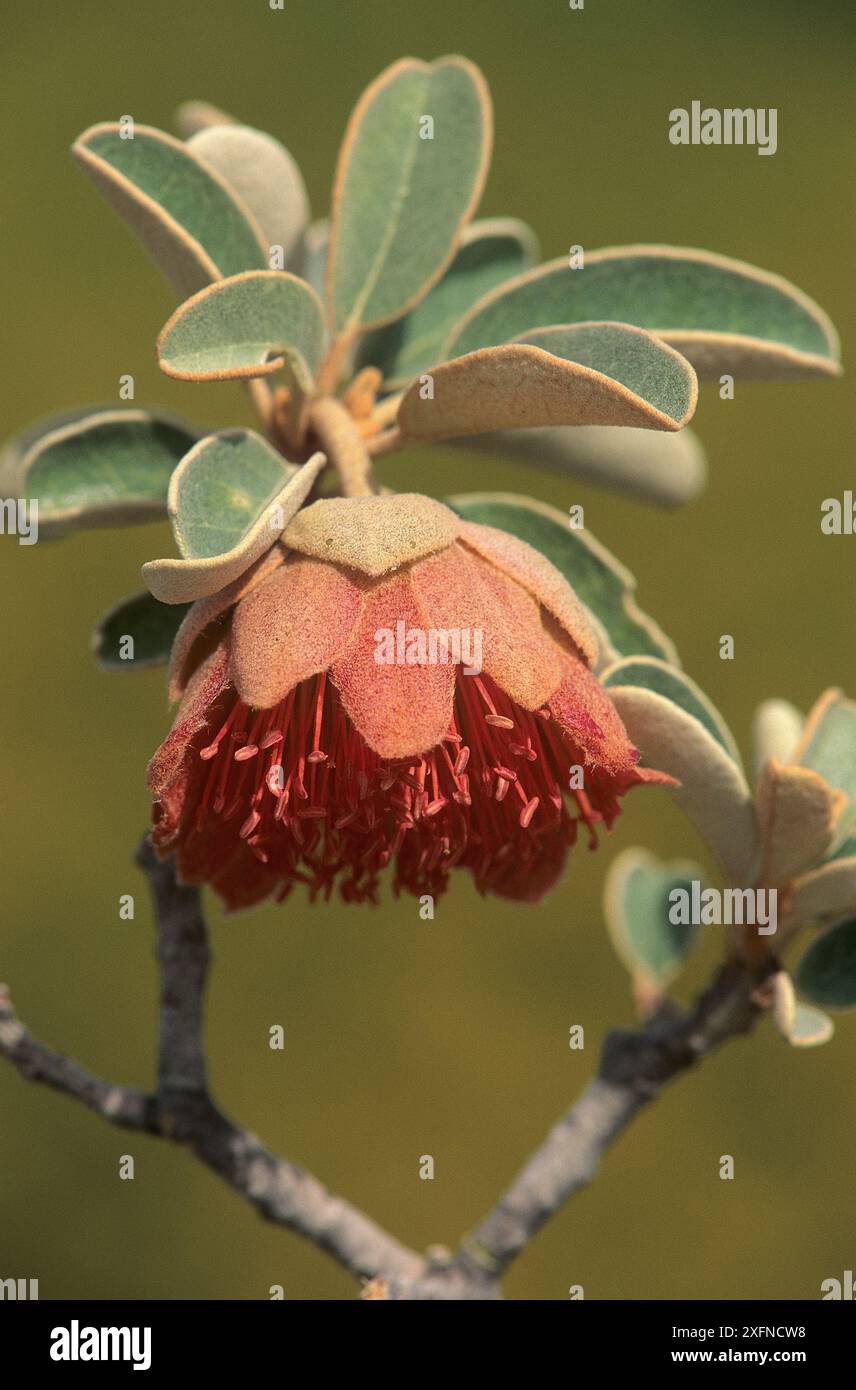 Shark bay rose (Diplolaena grandiflora), Shark Bay UNESCO Natural World ...
