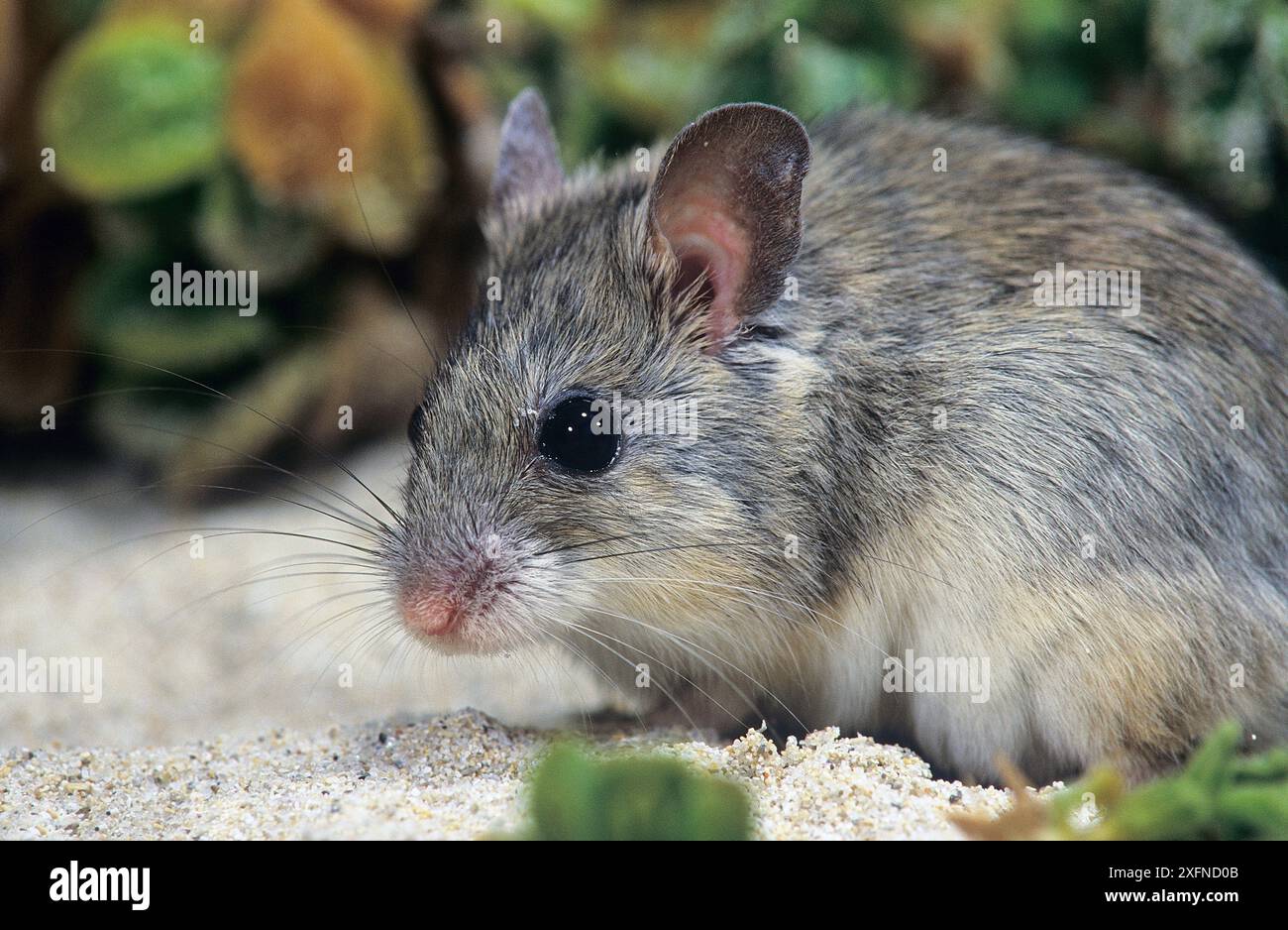 Shark bay mouse (Pseudomys fieldi), Shark Bay UNESCO Natural World ...