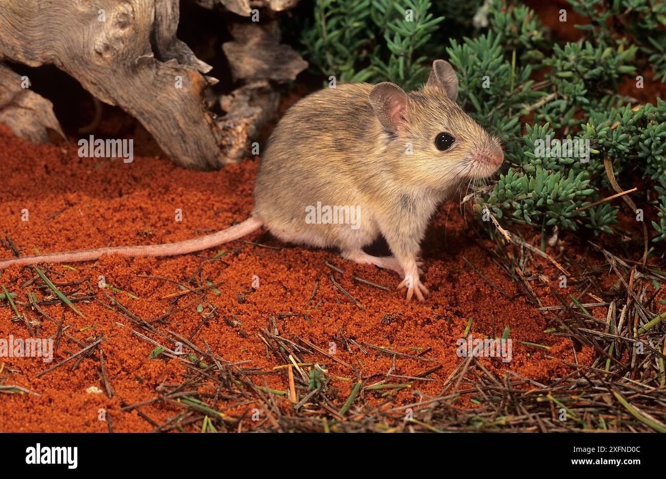 Shark bay mouse (Pseudomys fieldi), Shark Bay UNESCO Natural World ...