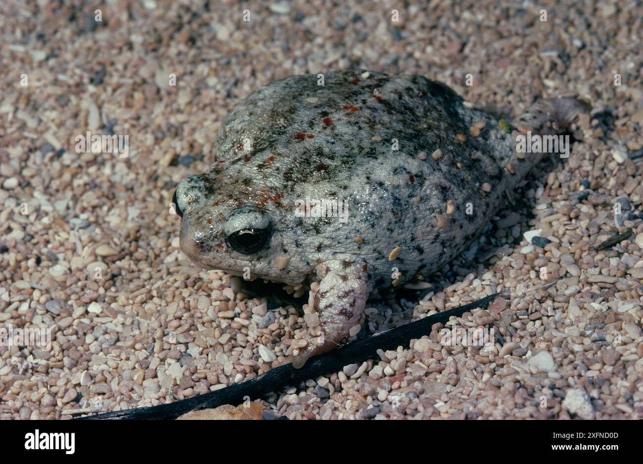 Sandhill frog (Arenophryne rotunda), Shark Bay UNESCO Natural World ...