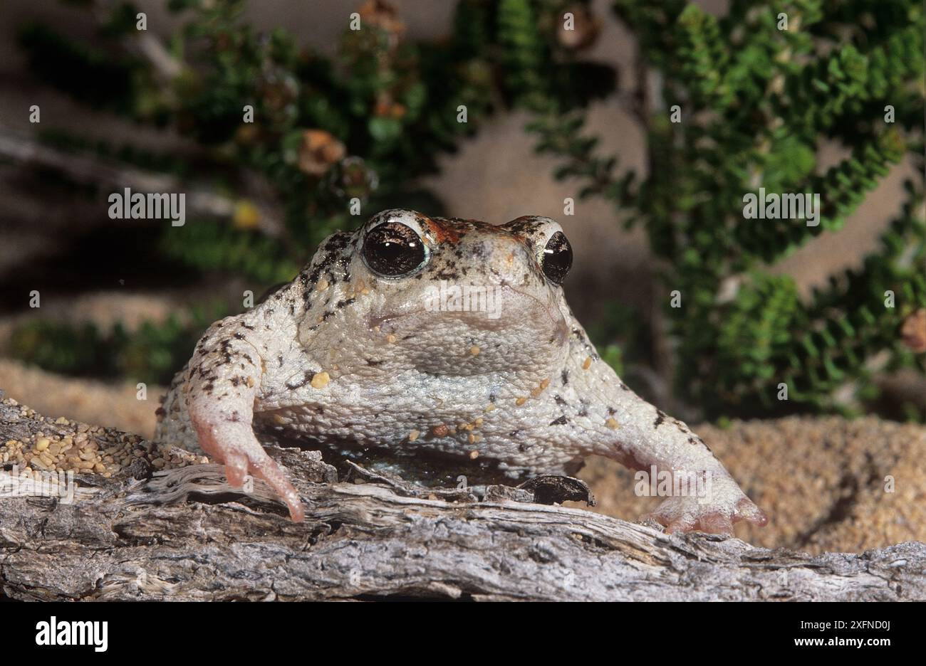 Sandhill frog (Arenophryne rotunda), Shark Bay UNESCO Natural World ...