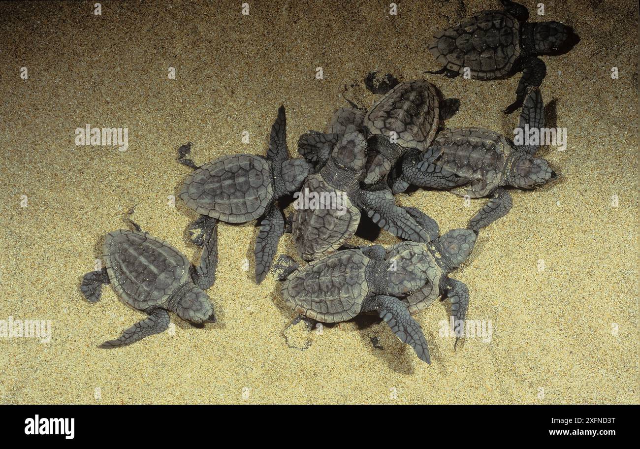 Loggerhead turtle (Caretta caretta) hatchlings, Shark Bay UNESCO Natural World Heritage Site ...