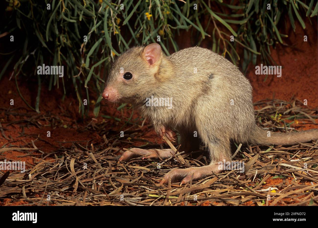 Burrowing bettong (Bettongia lesueur), Shark Bay UNESCO Natural World ...