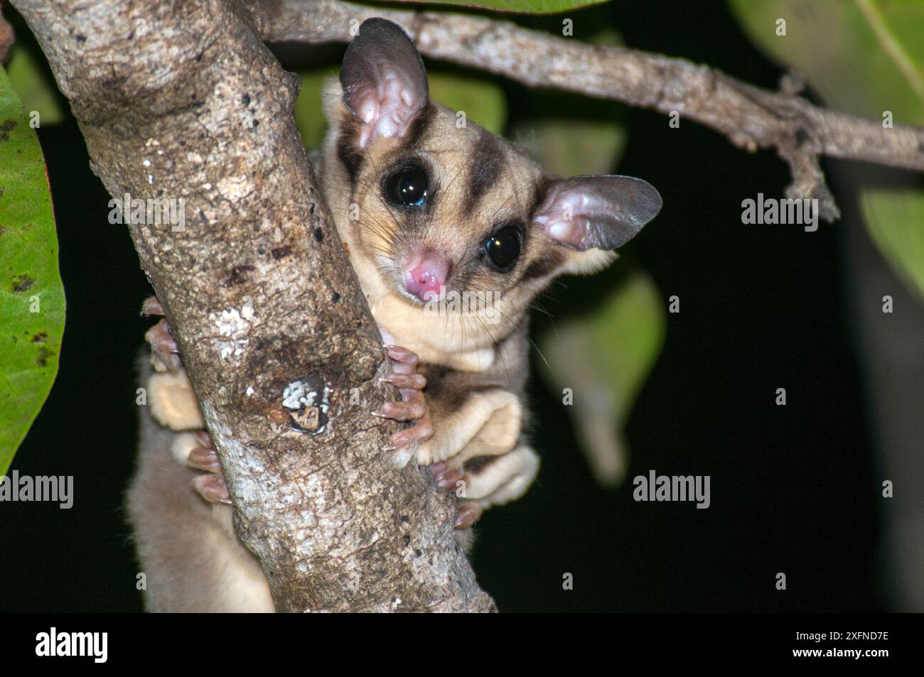 Sugar glider (Petaurus breviceps) at night, Mount Field National Park ...
