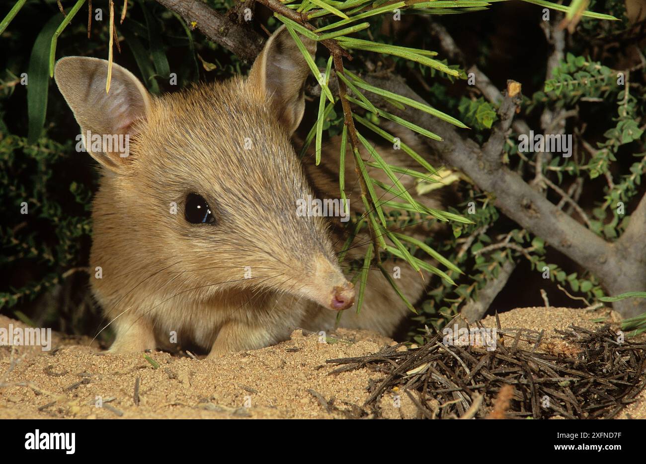 Western Barred Bandicoot (Perameles bougainville) portrait, Shark Bay ...